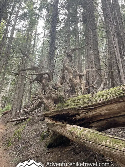 The Ultimate Guide to Backpacking to Lake Angeles in Olympic National ...