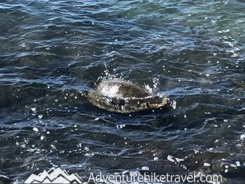 Honu Hotspots: Where to Find Sea Turtles in Oahu, Hawaii - Adventure ...